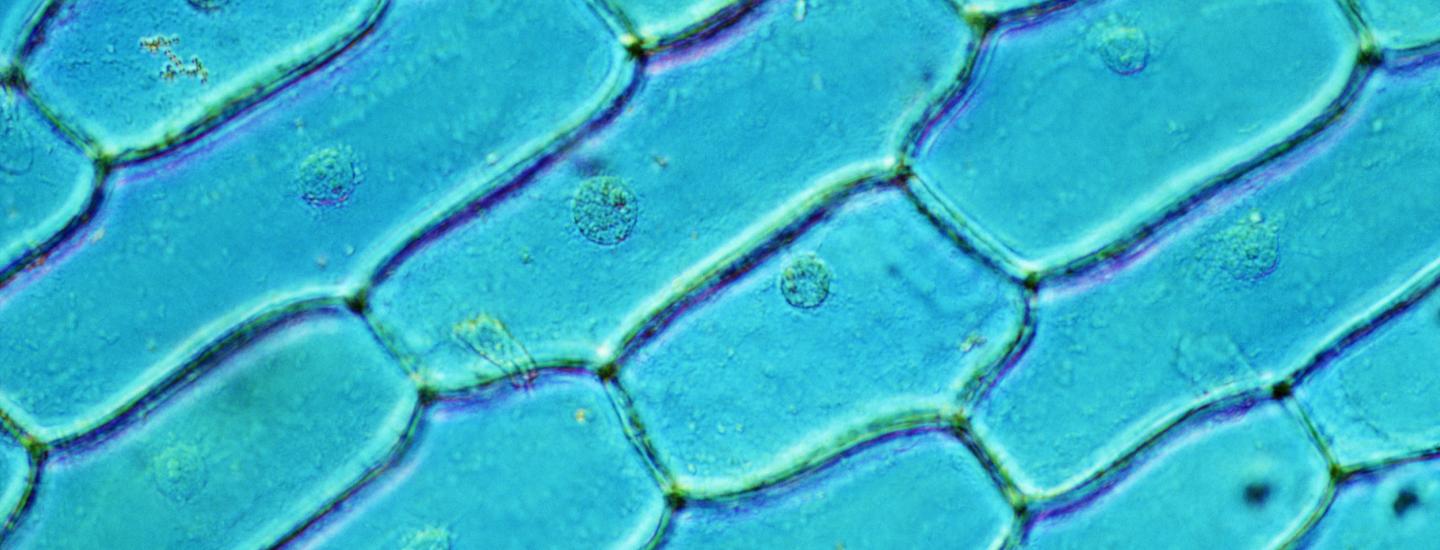 Merieux Partners - News